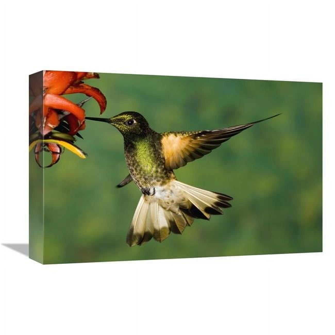 12 x 18 in. Buff-Tailed Coronet Hummingbird Feeding on Flower, Andes ...