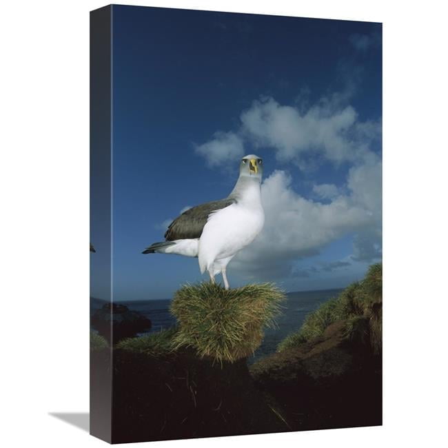 12 x 18 in. Bullers Albatross Breeding Adult with Colorful Bill, Snares ...