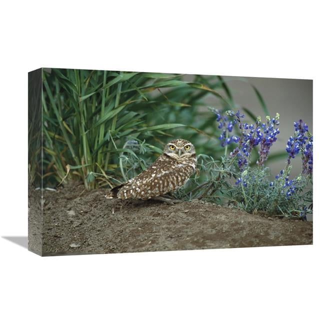 12 x 18 in. Burrowing Owl with Lupine, North America Art Print - Tom ...