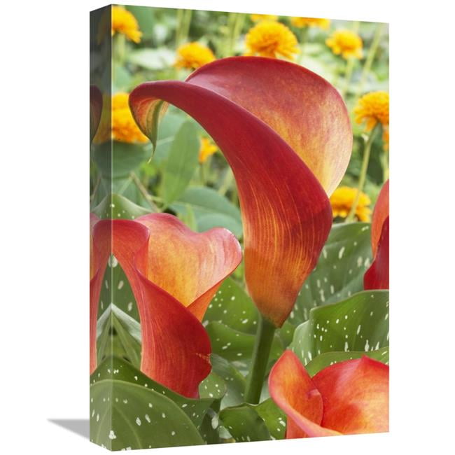 12 x 18 in. Calla Lily Captain Safari Variety Flowers Art Print ...