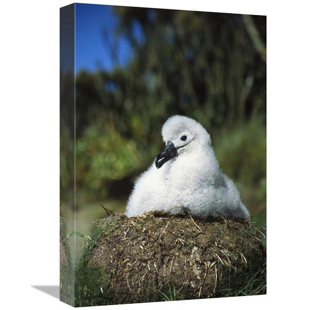 12 x 18 in. Campbell Albatross Portrait of Young Chick, Campbell Island ...