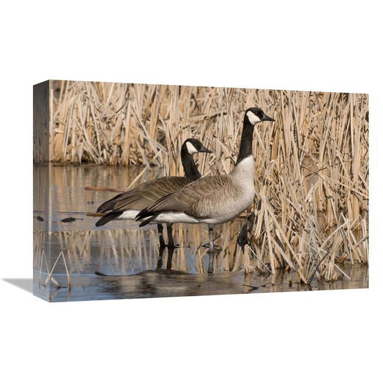 12 x 18 in. Canada Goose Pair in Frozen Marsh, Kensington Metropark ...