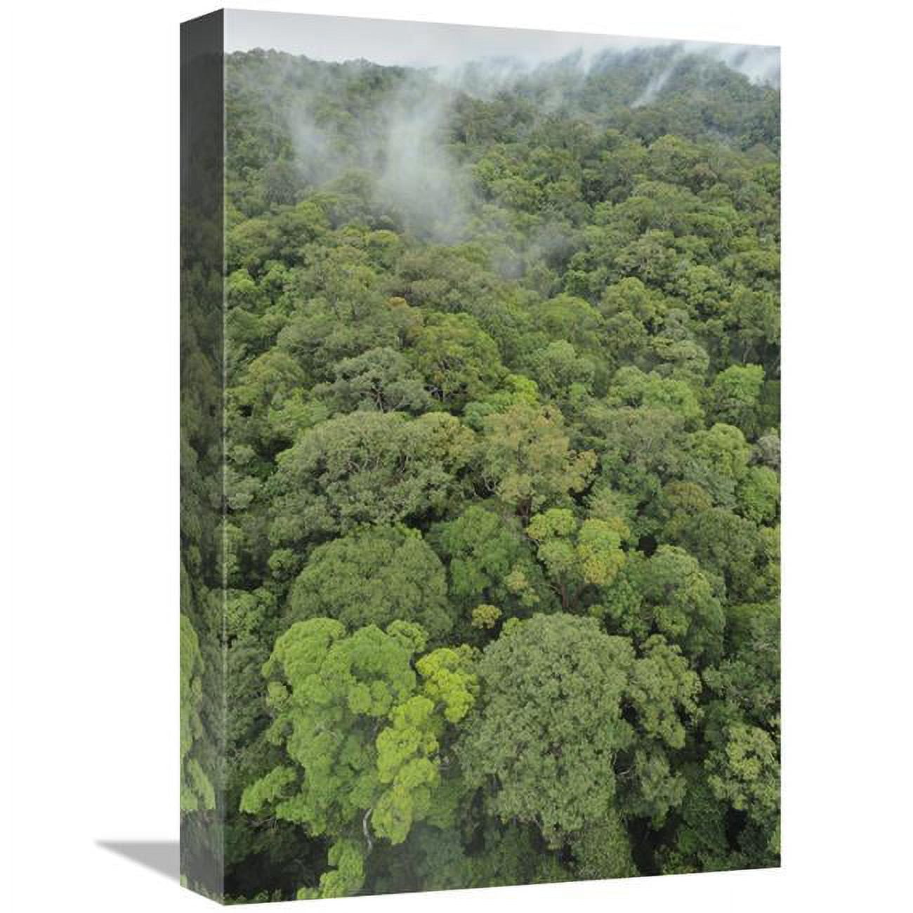 12 x 18 in. Canopy of Lowland Mixed Dipterocarp Forest, Lambir Hills ...