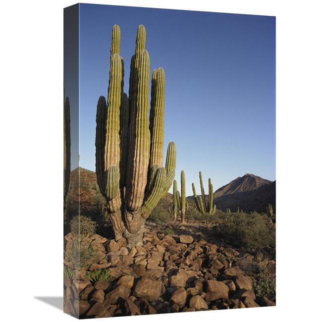 12 x 18 in. Cardon Cacti in Dry Arroyo, Sea of Cortez, Baja California ...