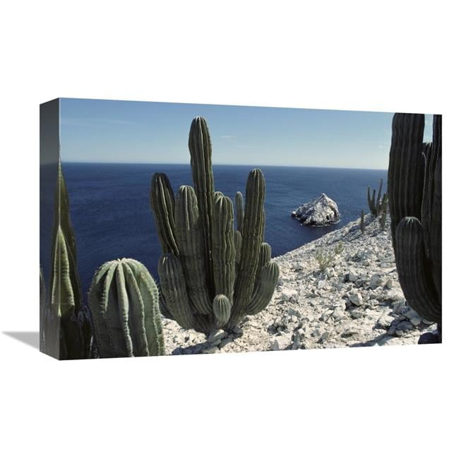 12 x 18 in. Cardon Cactus on Cliffs, Isla San Pedro Martir, Sea of ...