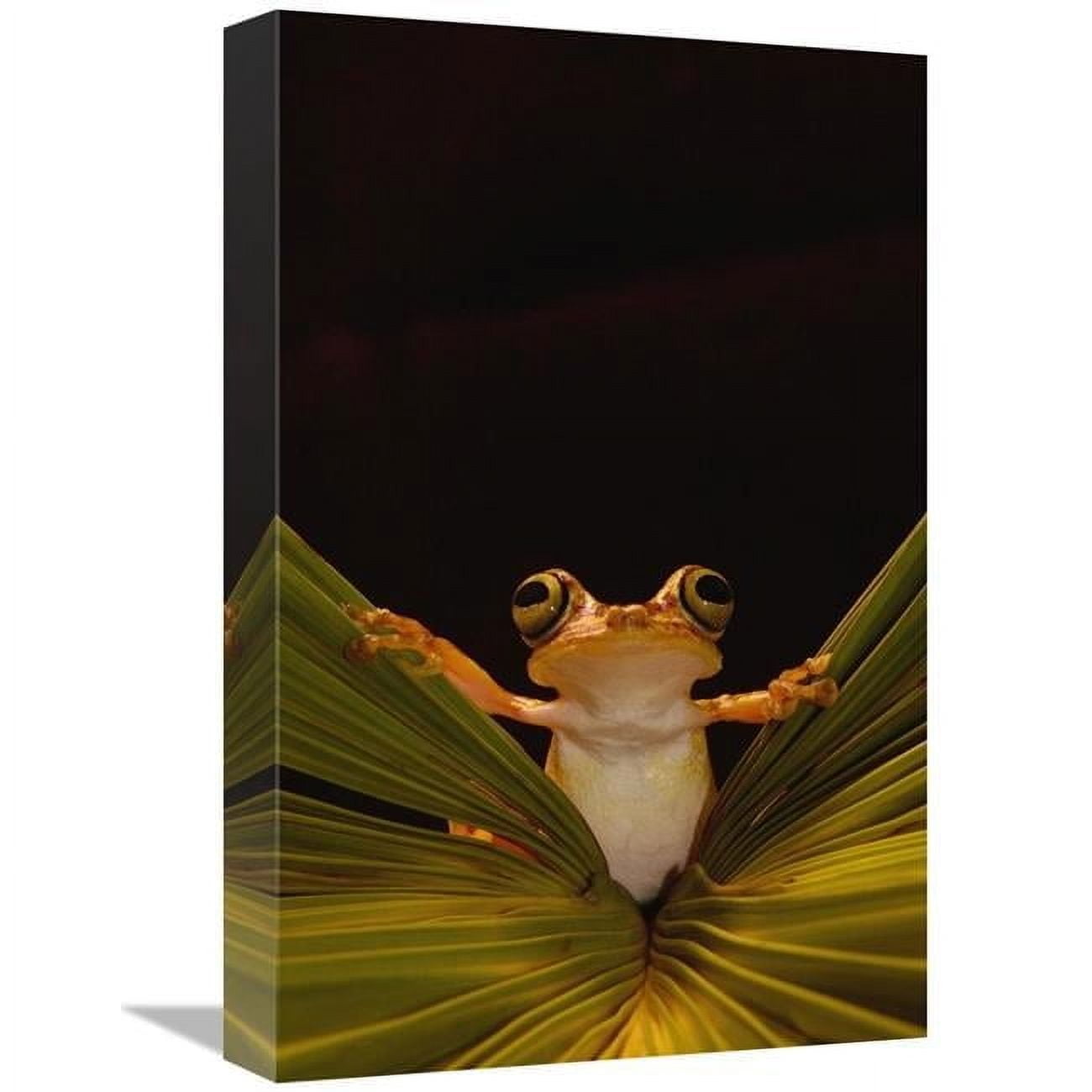 12 x 18 in. Chachi Tree Frog, Choco Rainforest, Ecuador Art Print ...