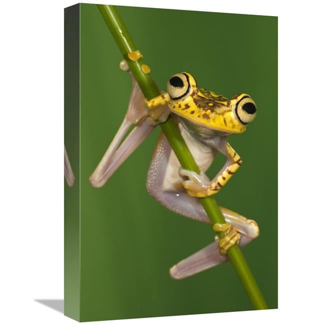 12 x 18 in. Chachi Tree Frog, Northwest Ecuador Art Print - Pete Oxford ...