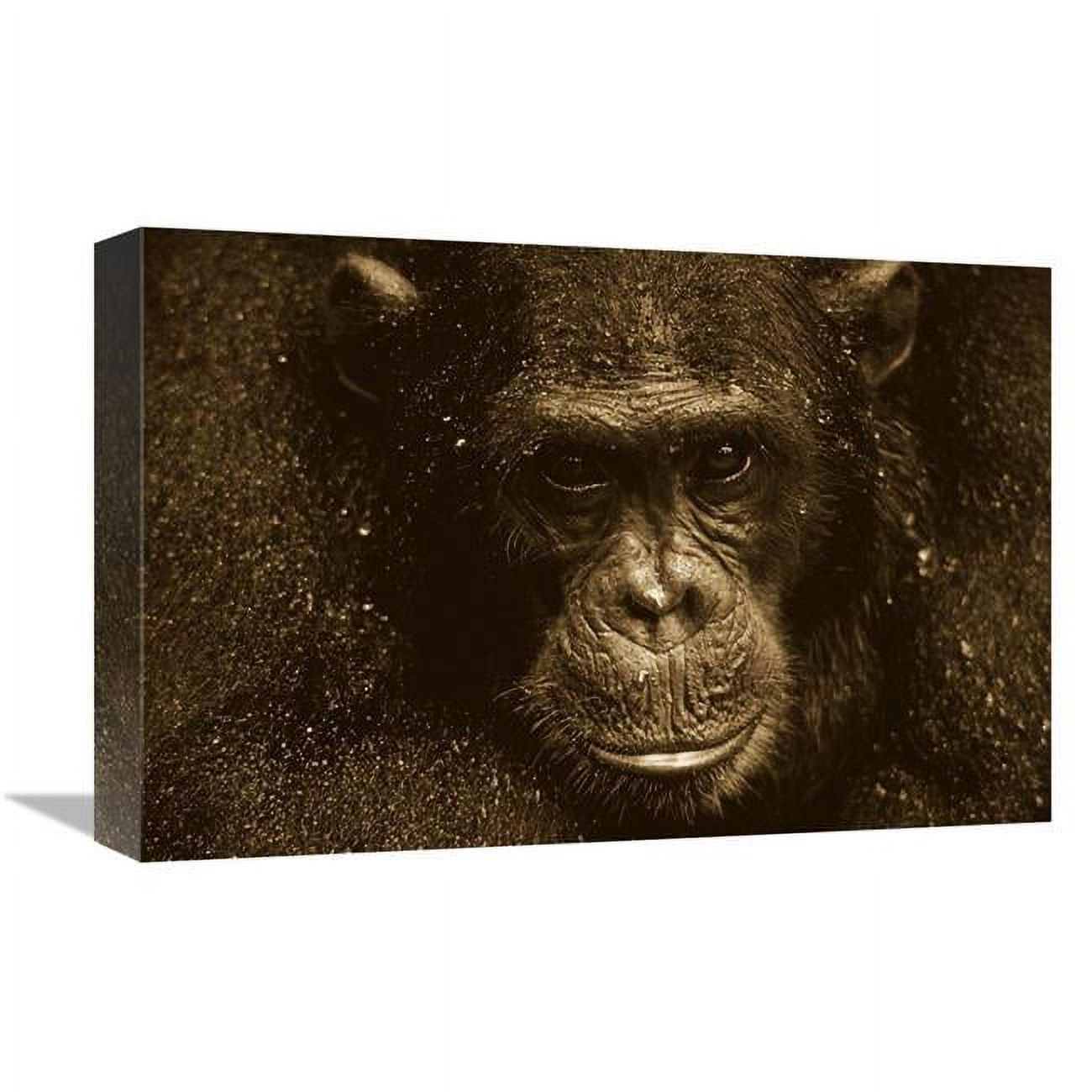 12 x 18 in. Chimpanzee Called Frodo in the Rain, Gombe Stream National ...