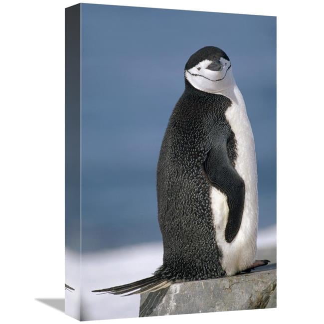 12 x 18 in. Chinstrap Penguin, Half Moon Island, South Shetland Islands ...