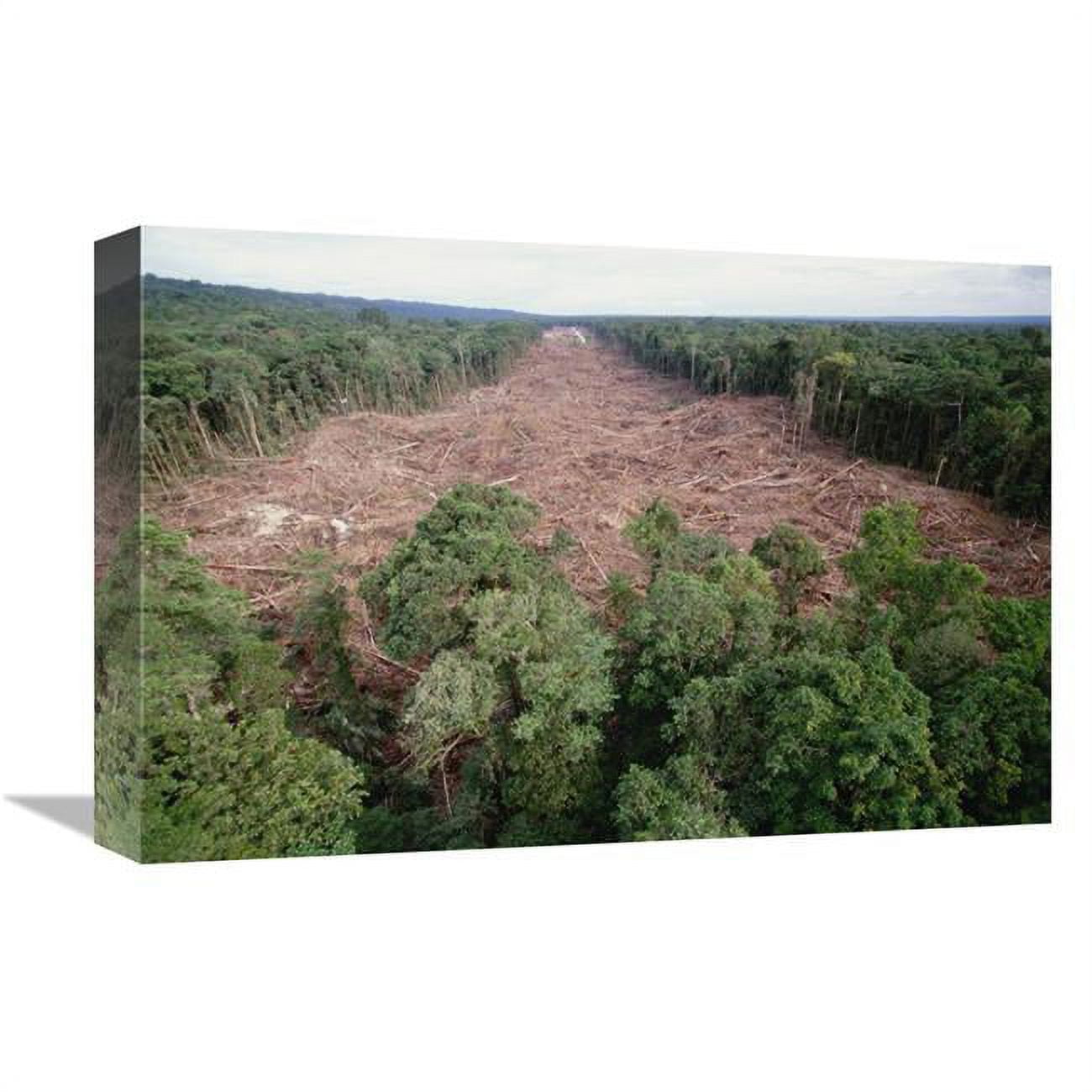 12 x 18 in. Clearing of Tropical Rainforest South of Lake Kutubu for ...