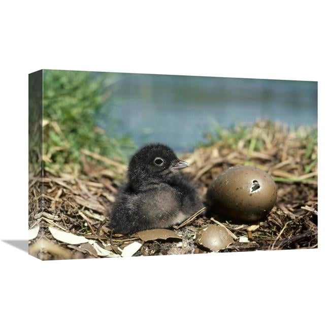12 x 18 in. Common Loon Chick with Hatching Egg, Summer, Wyoming Art ...