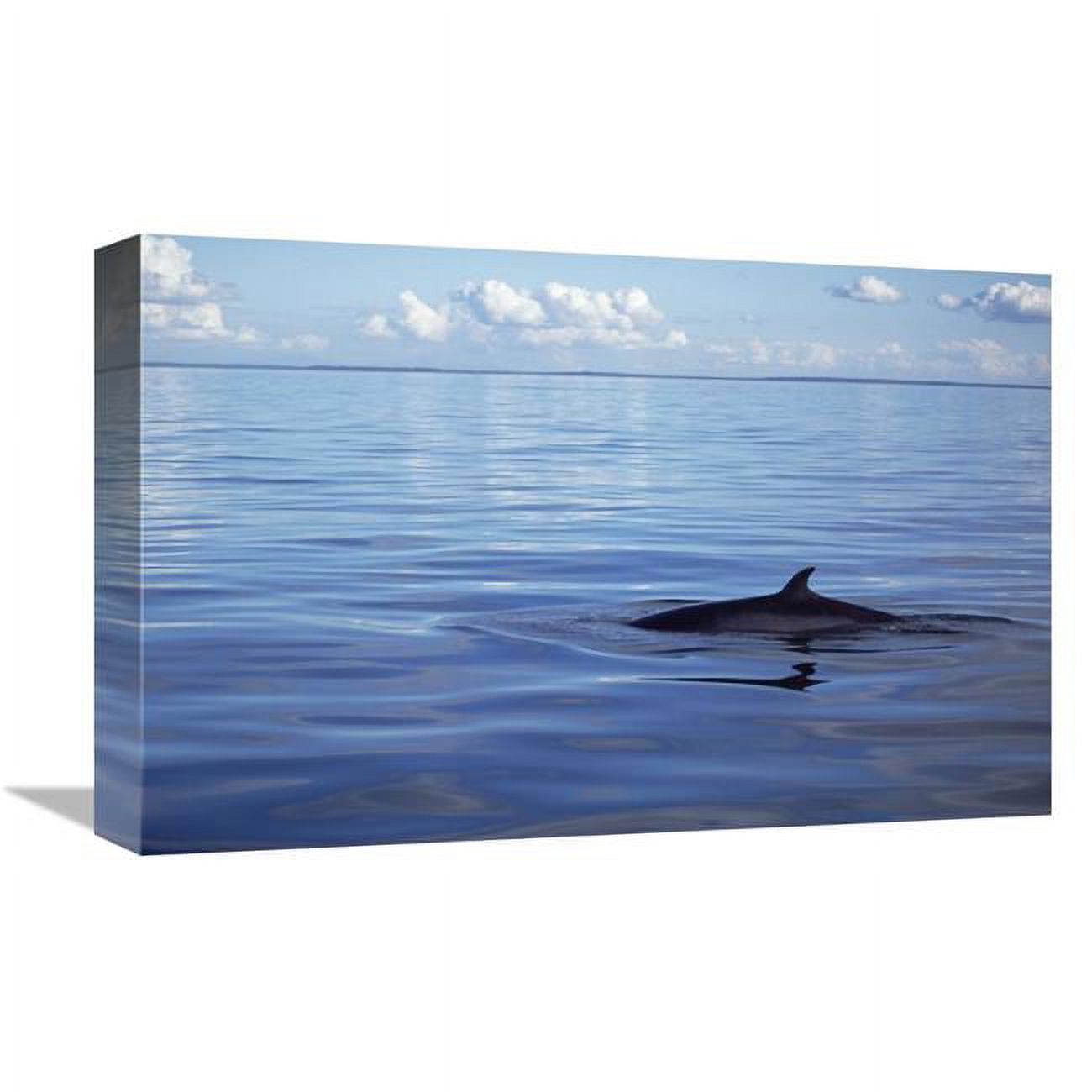12 x 18 in. Common Minke Whale Dorsal Fin, San Juan Islands, Washington ...