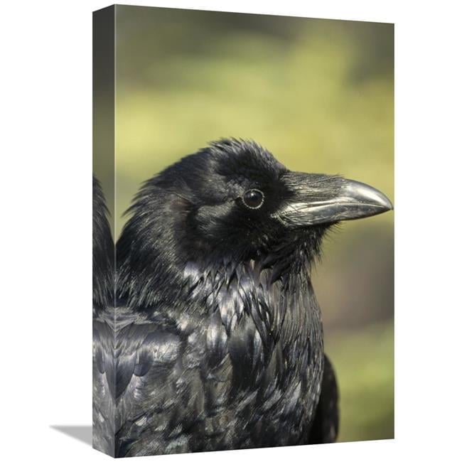 12 x 18 in. Common Raven Portrait in the Summer, Alaska Art Print ...