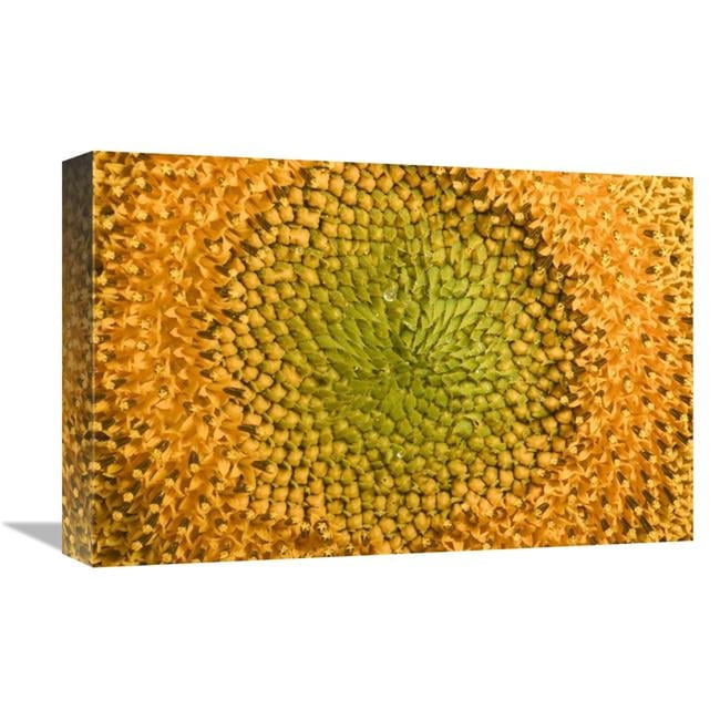 12 x 18 in. Common Sunflower Close Up Showing Anthers Covered with ...