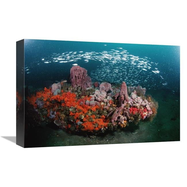 12 x 18 in. Coral & Schooling Fish, Grays Reef Nms, Georgia Art Print ...