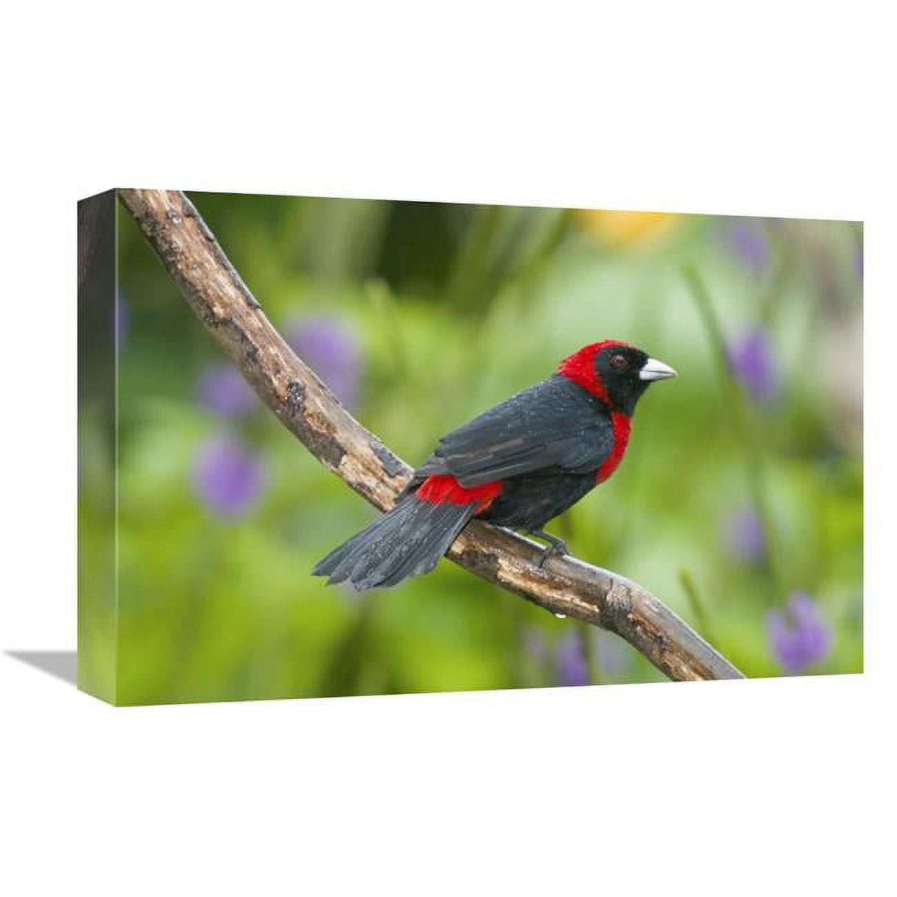 12 x 18 in. Crimson-Collared Tanager Male, Costa Rica Art Print - Steve ...