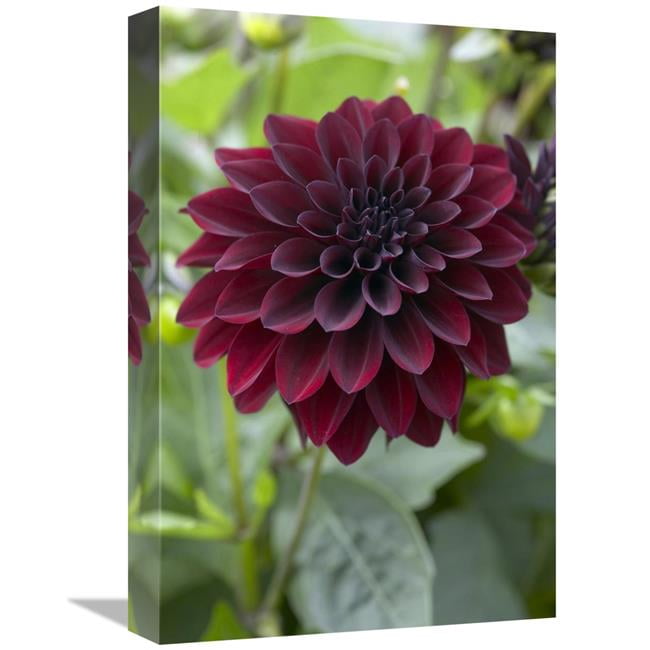 12 x 18 in. Dahlia Ronaldo Variety Flower Art Print - Visionspictures ...