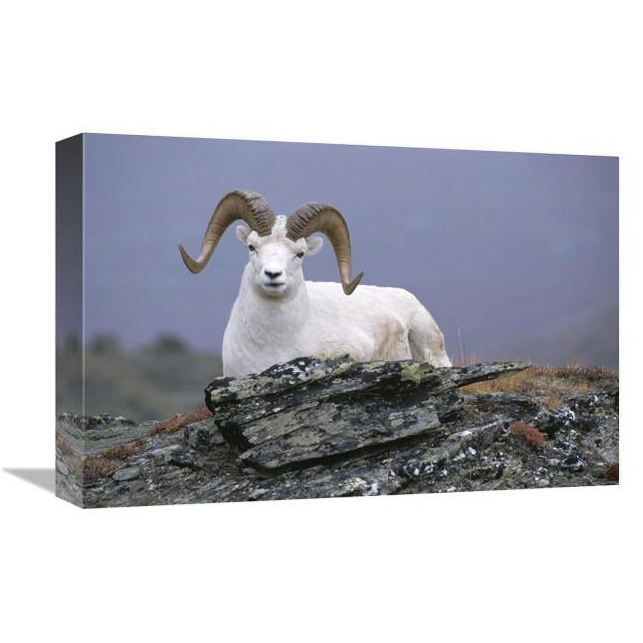 12 x 18 in. Dalls Sheep Ram Resting on Hillside, Alaska Art Print ...