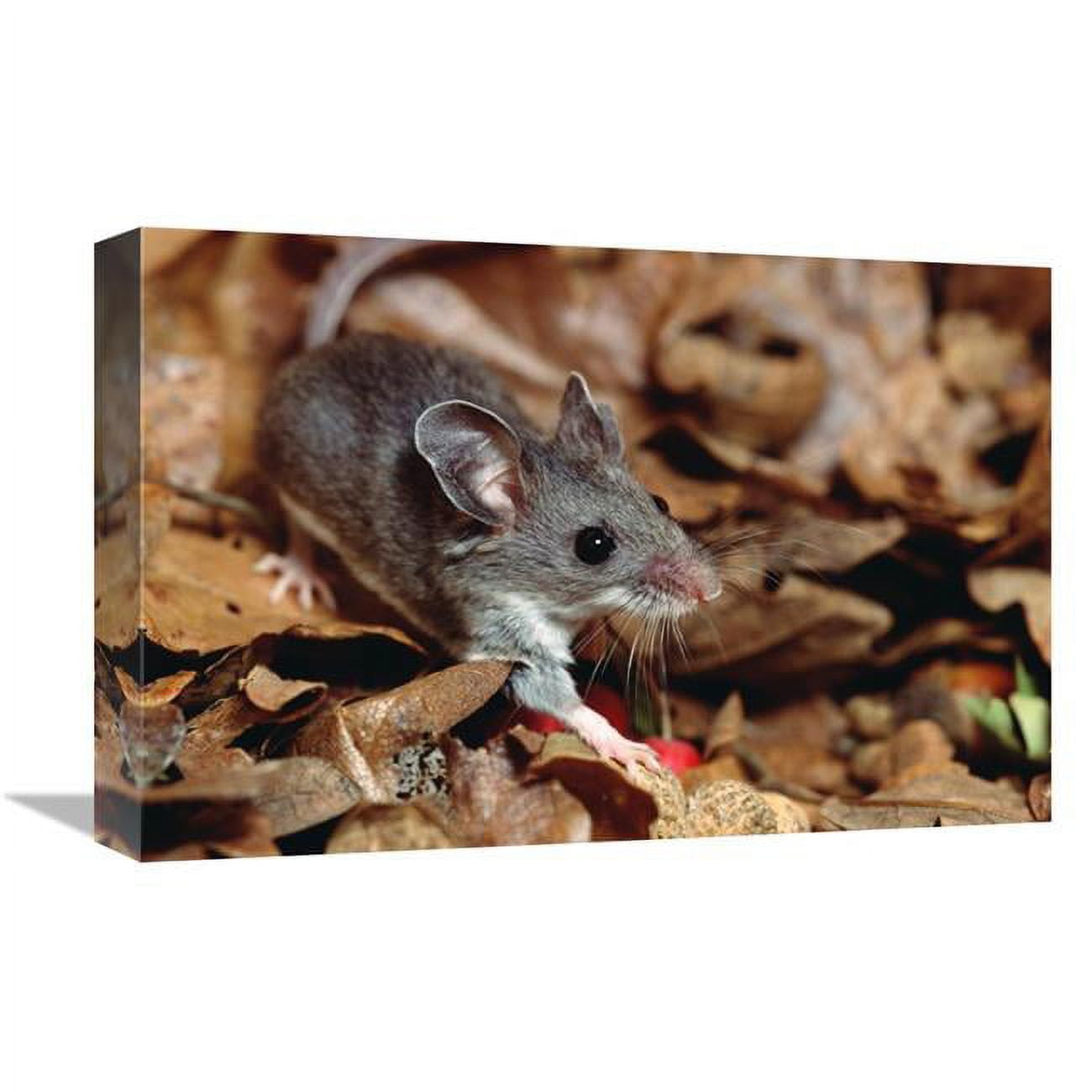 12 x 18 in. Deer Mouse, North & Central America Art Print - Gerry Ellis ...