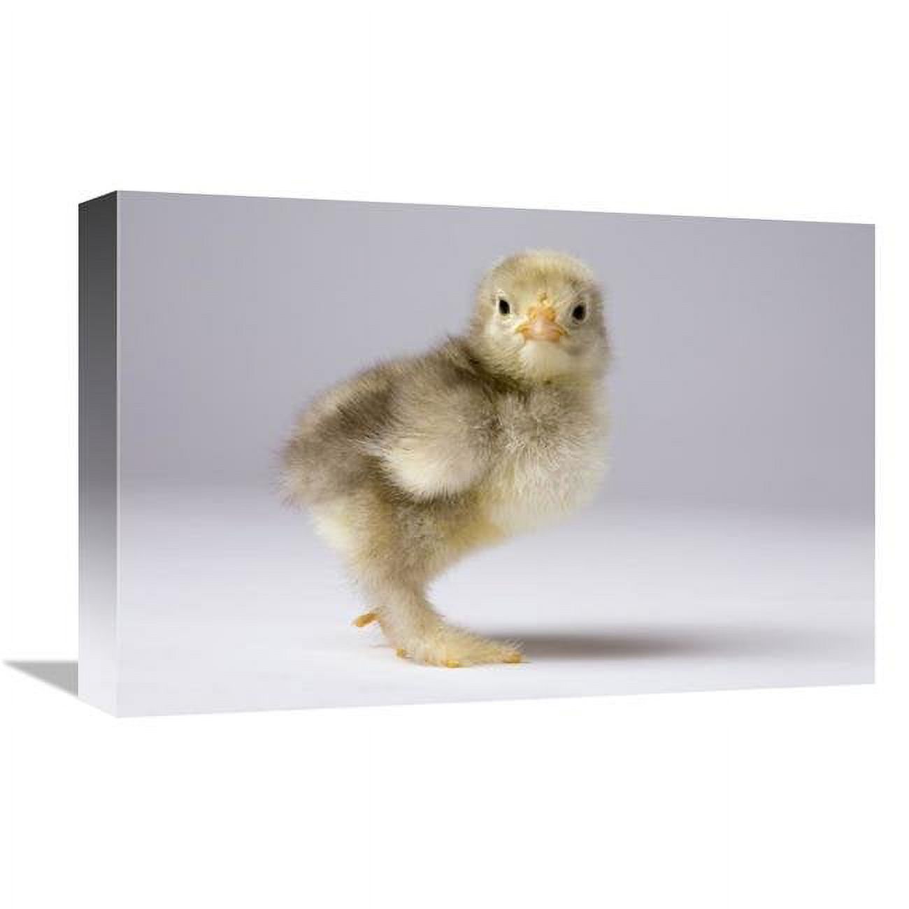 12 x 18 in. Domestic Chicken, Banty Morph, About One Week After ...