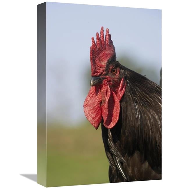12 x 18 in. Domestic Chicken, Close-Up of Cockerel Head Art Print ...