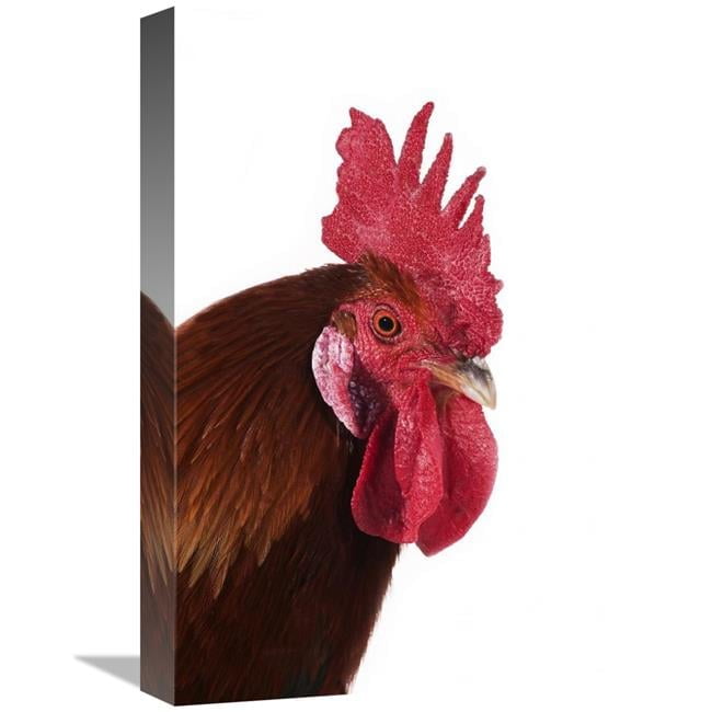 12 x 18 in. Domestic Chicken, Gaulois Dore, Cockerel, Close-Up of Head ...