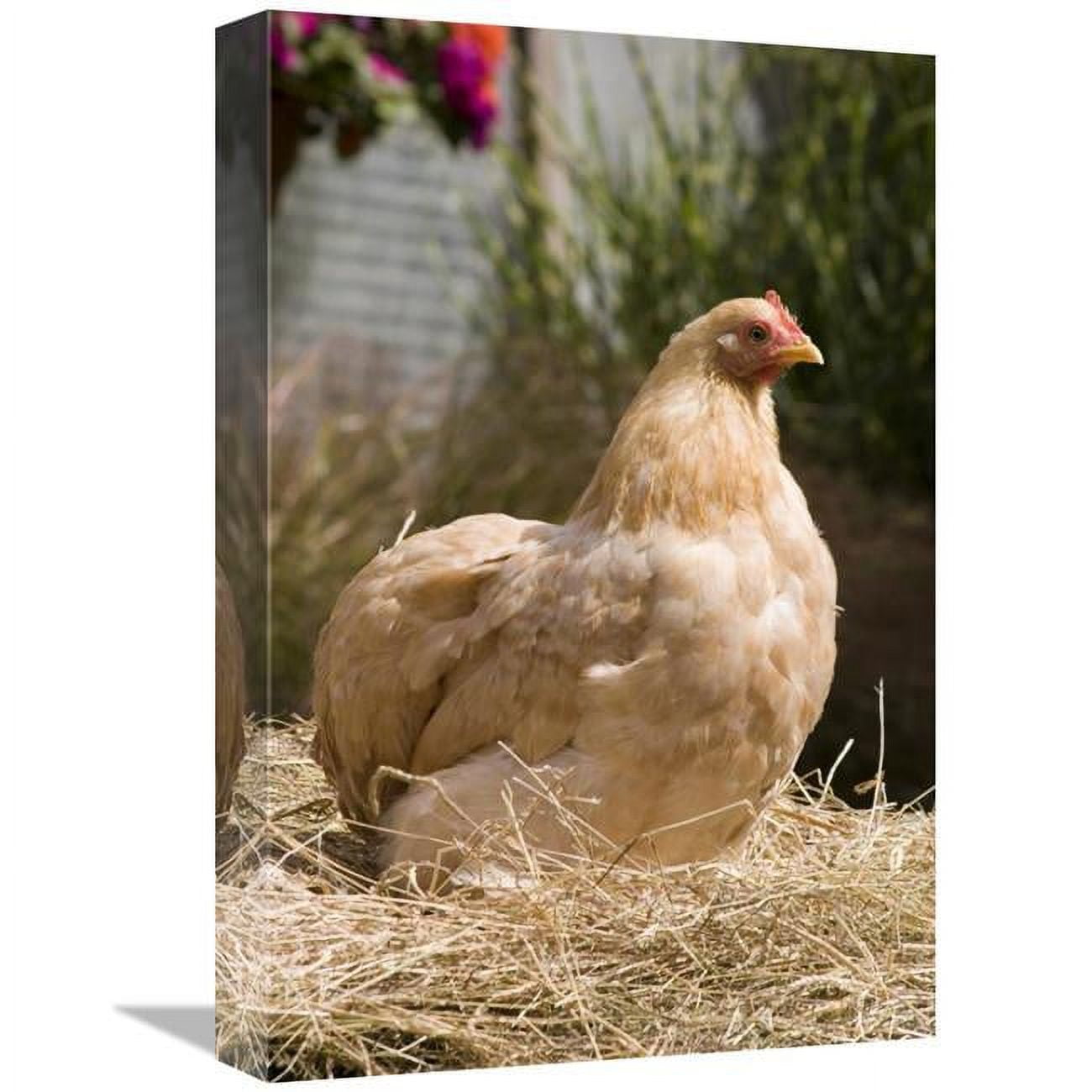 12 x 18 in. Domestic Chicken, Lemon Pekin Bard Hen Art Print - Angela ...