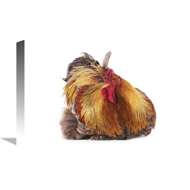 12 x 18 in. Domestic Chicken, Partridge Brahma, Cockerel, Sitting Art ...