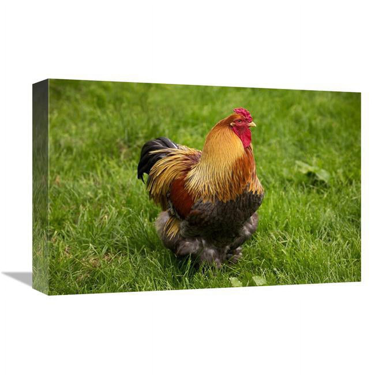 12 x 18 in. Domestic Chicken, Partridge Brahma, Cockerel, Standing on ...