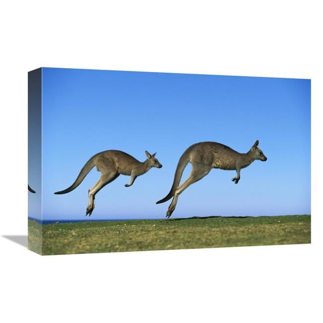 12 x 18 in. Eastern Grey Kangaroo Two Adults Hopping, Murramarang ...