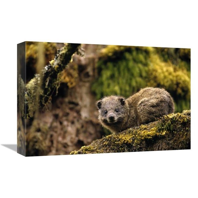 12 x 18 in. Eastern Tree Hyrax in Hagenia Tree, VIrunga Mountain ...