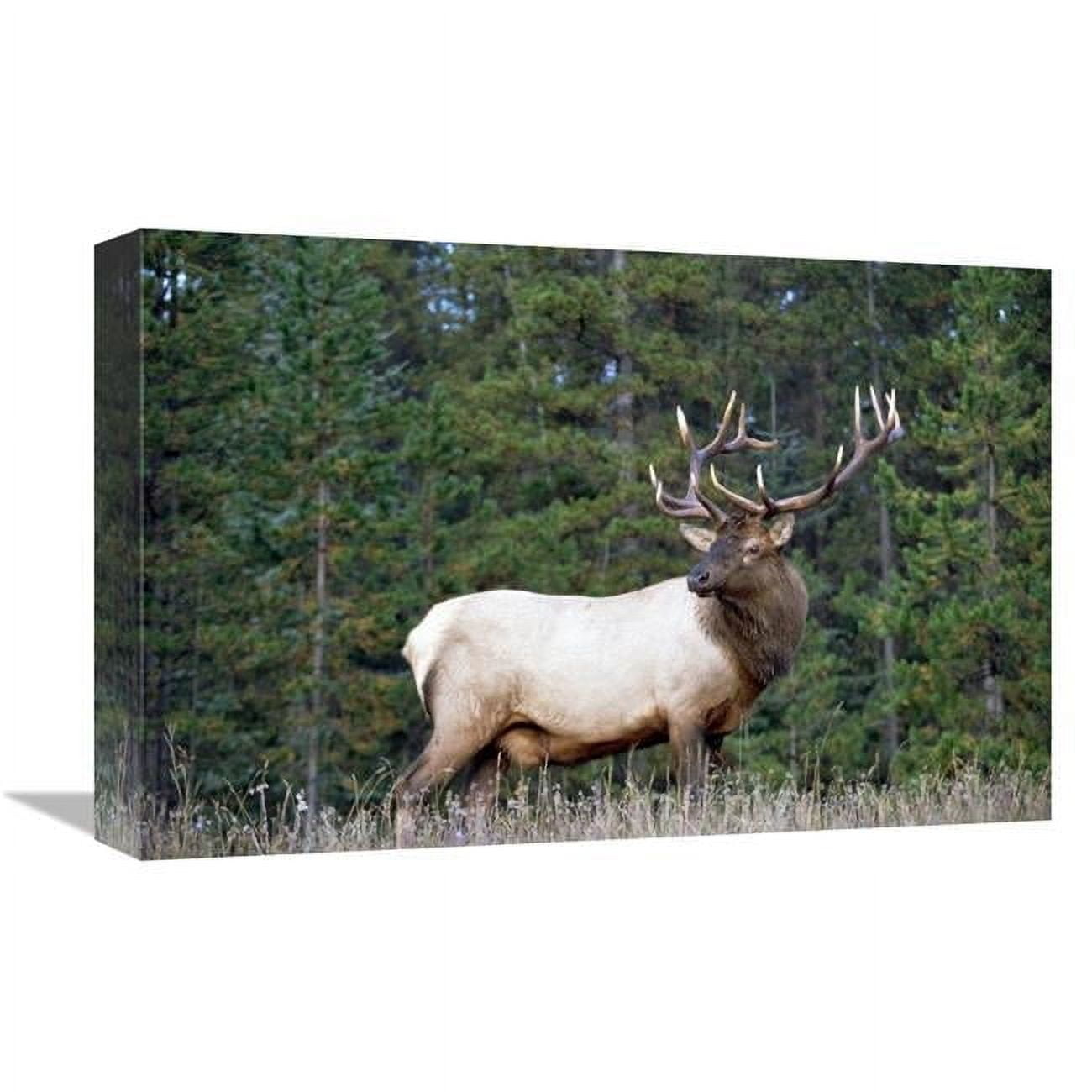 12 x 18 in. Elk or Wapiti Male Portrait, North America Art Print - Tim ...