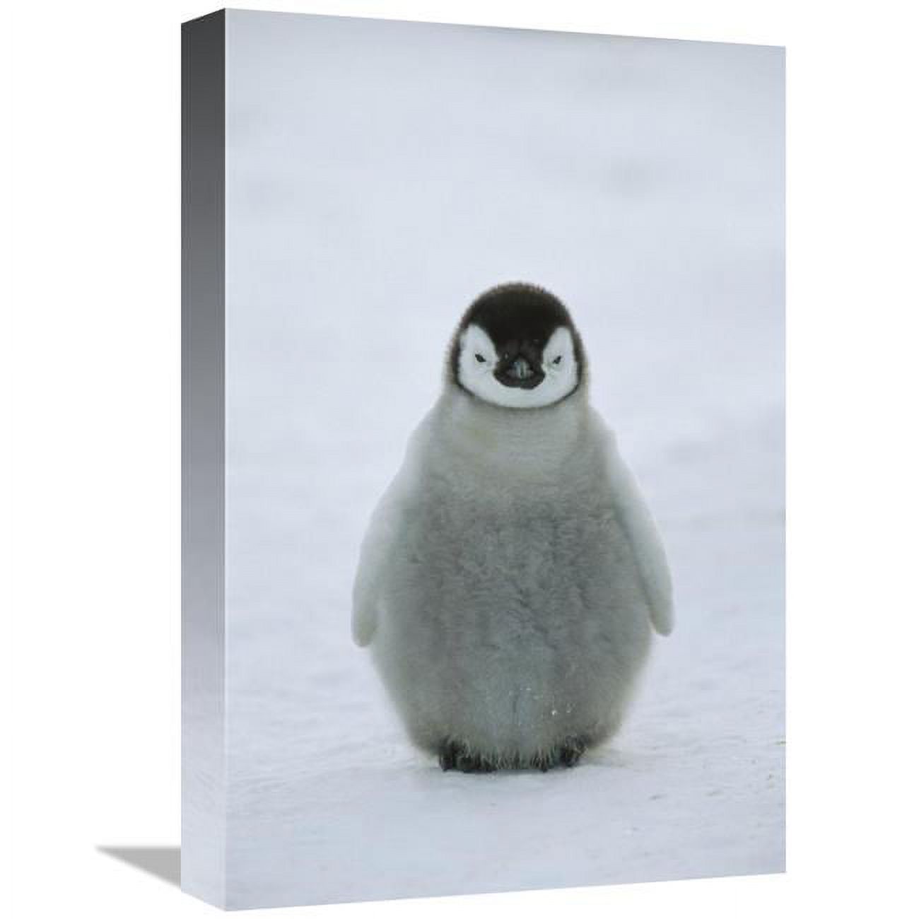 12 x 18 in. Emperor Penguin Chick Portrait, Antarctica Art Print ...
