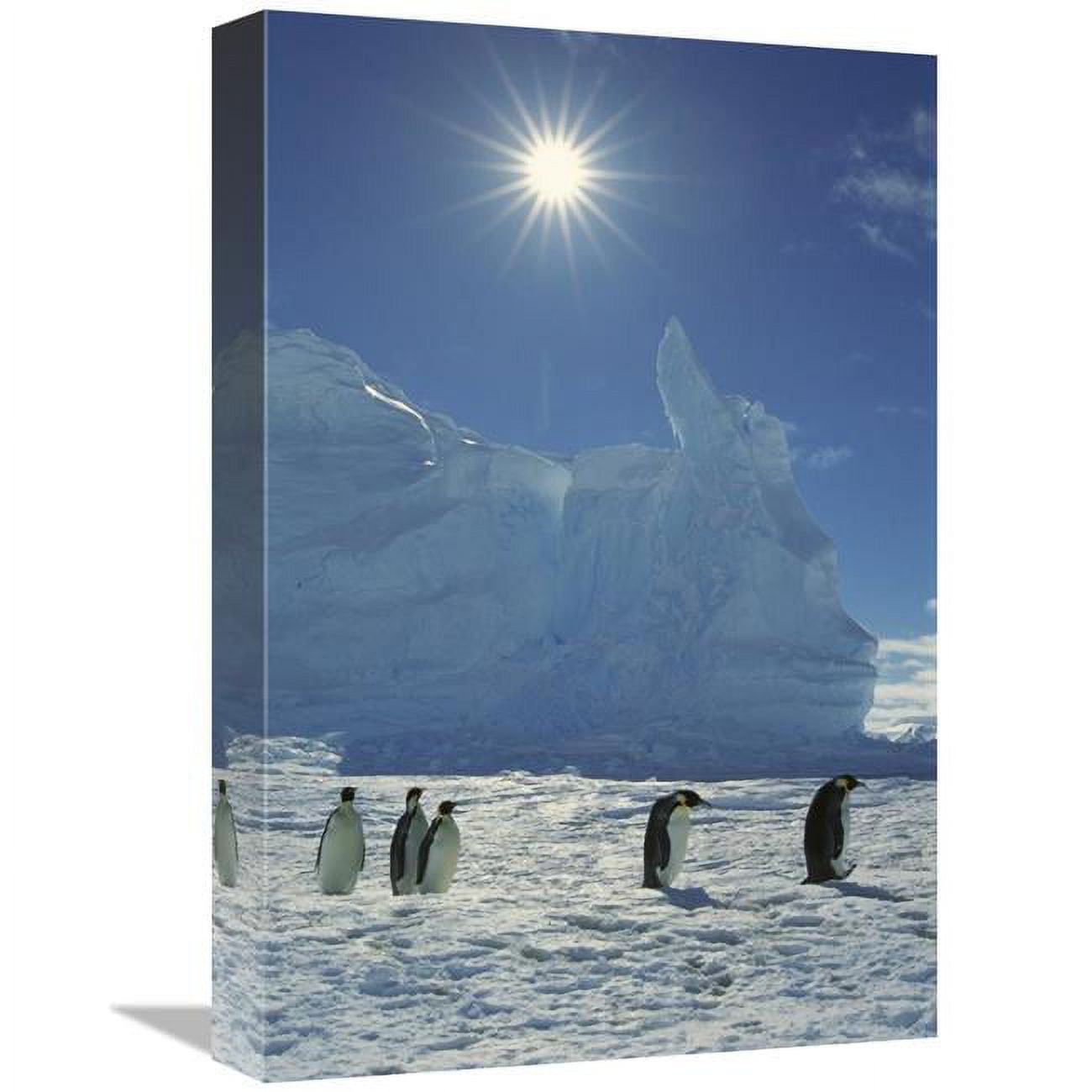 12 x 18 in. Emperor Penguin Commuters Returning to Rookery, Riiser ...
