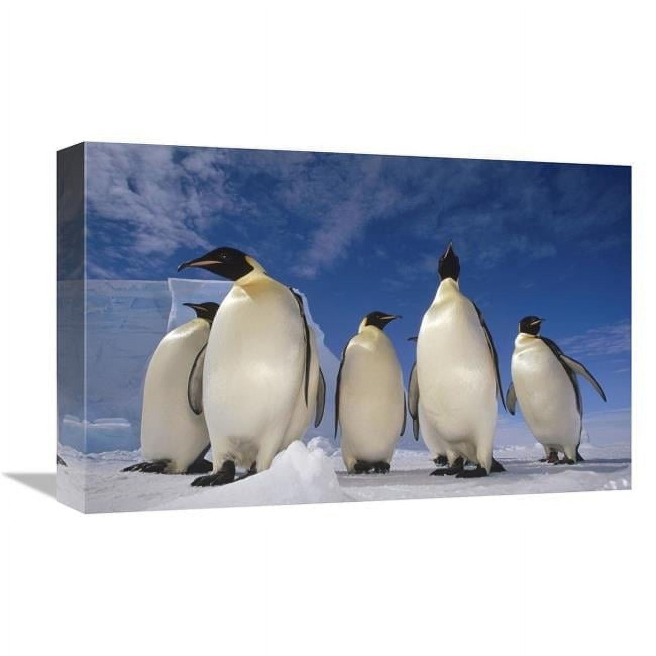 12 x 18 in. Emperor Penguin Group, Near Ekstrom Ice Shelf, Weddell Sea ...