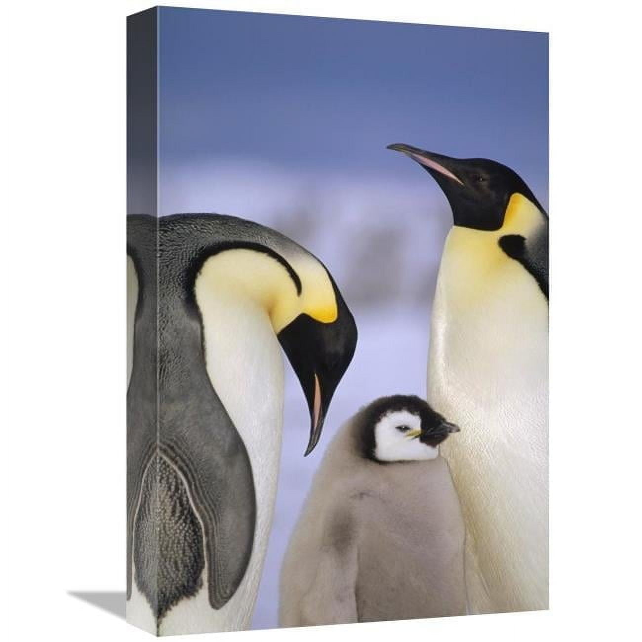 12 x 18 in. Emperor Penguin Pair with Chick, Atka Bay, Princess Martha ...