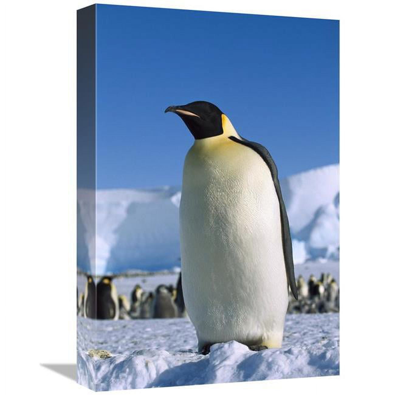 12 x 18 in. Emperor Penguin Portrait, Antarctica Art Print - Konrad ...