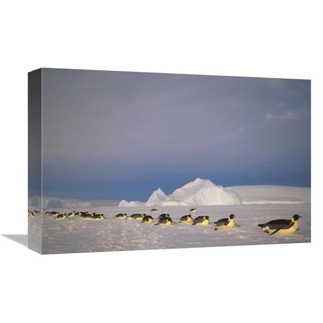 12 x 18 in. Emperor Penguins Tobogganing to Rookery, Edward VIii Gulf ...