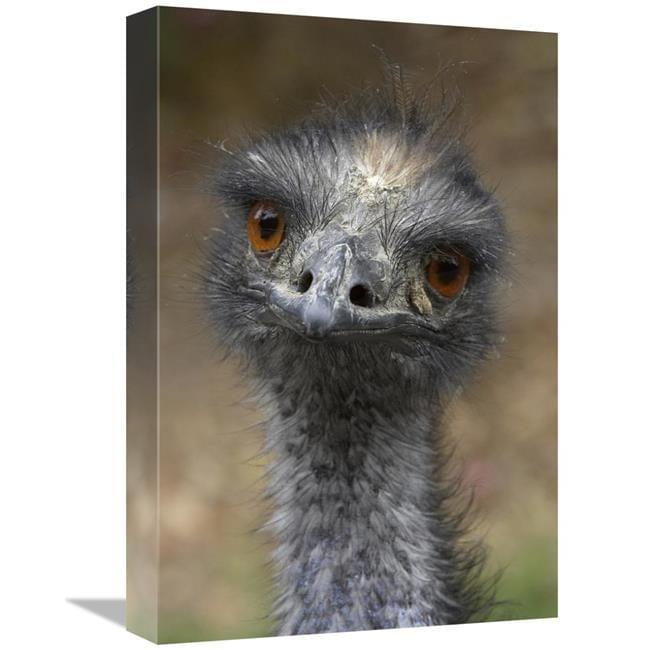 12 x 18 in. Emu Portrait, Native to Australia Art Print - San Diego Zoo ...