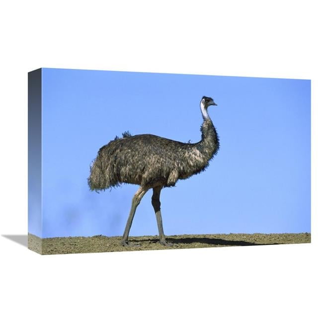 12 x 18 in. Emu Portrait, Sturt National Park, Australia Art Print ...