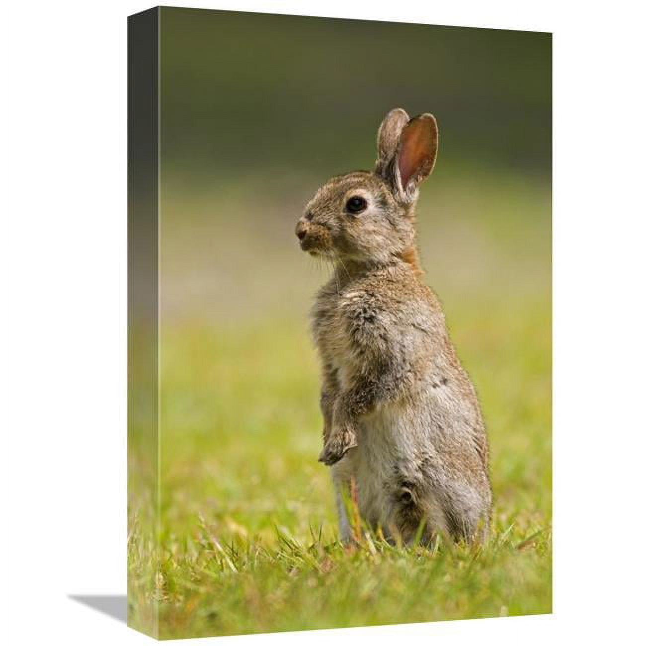 12 x 18 in. European Rabbit Juvenile Standing Upright, Veenklooster ...