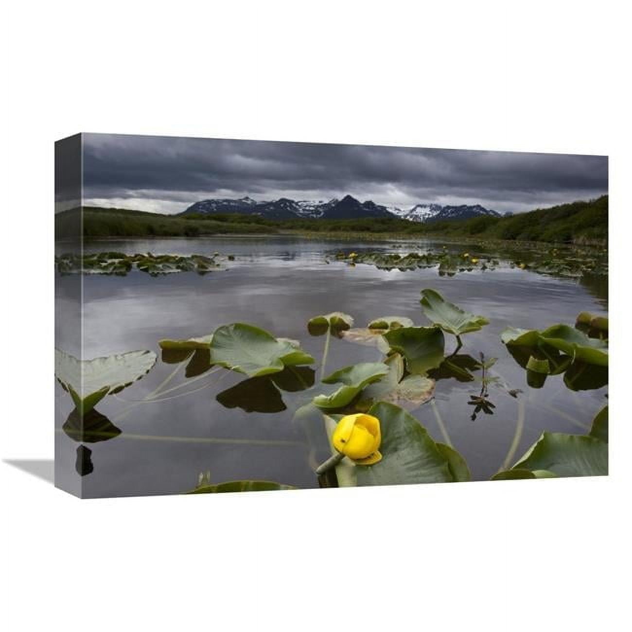 12 x 18 in. European Yellow Pondlily on Pond with Overcast Sky, Katmai ...