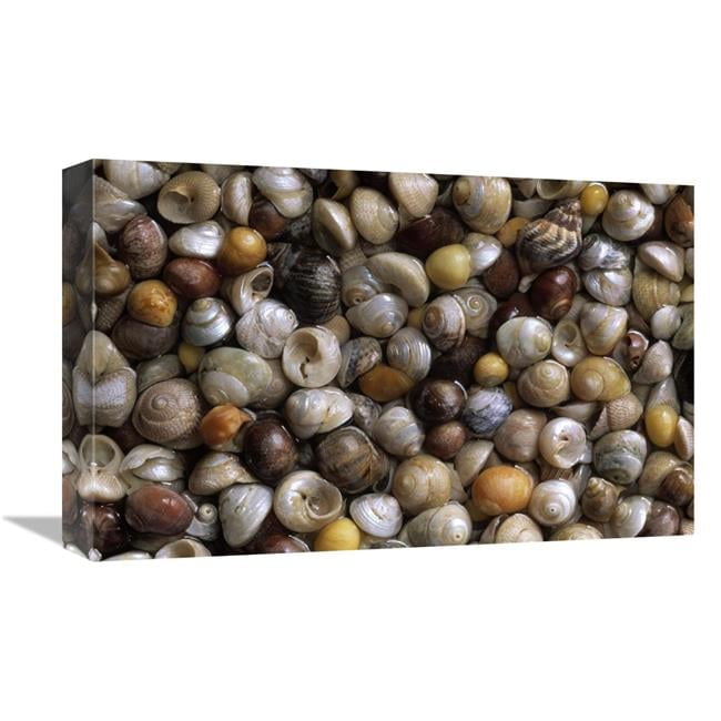 12 x 18 in. Flat Topshells, Common Northern Whelk & Common Periwinkle ...