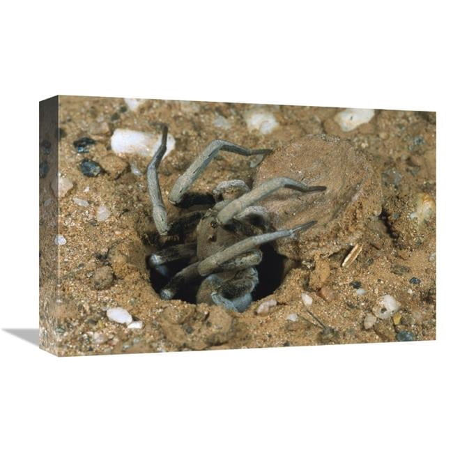 12 x 18 in. Forrests Wolf Spider Emerging From Its Burrow Near Mt Dimer ...
