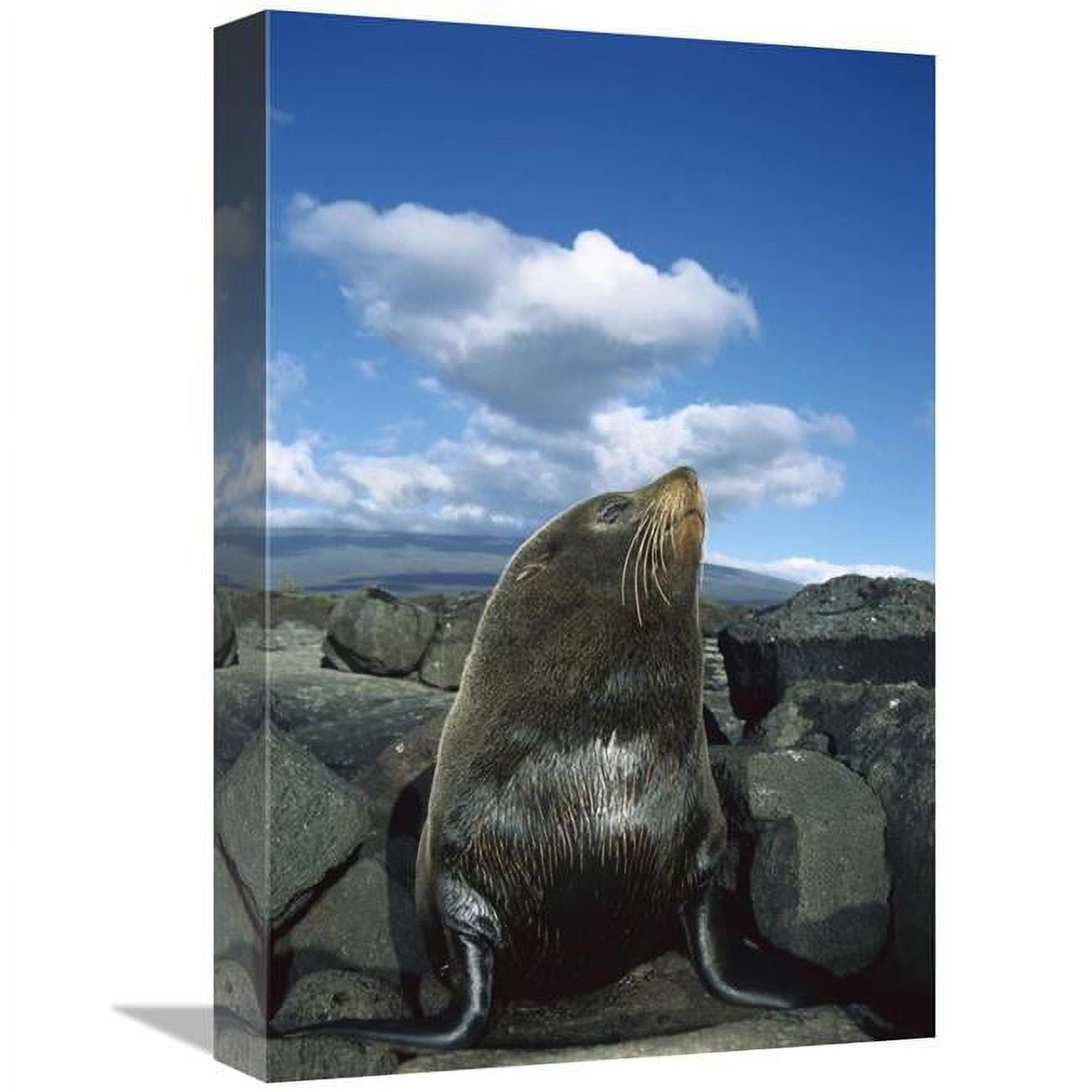 12 x 18 in. Galapagos Fur Seal Bull Seal, Fernandina Island, Galapagos ...