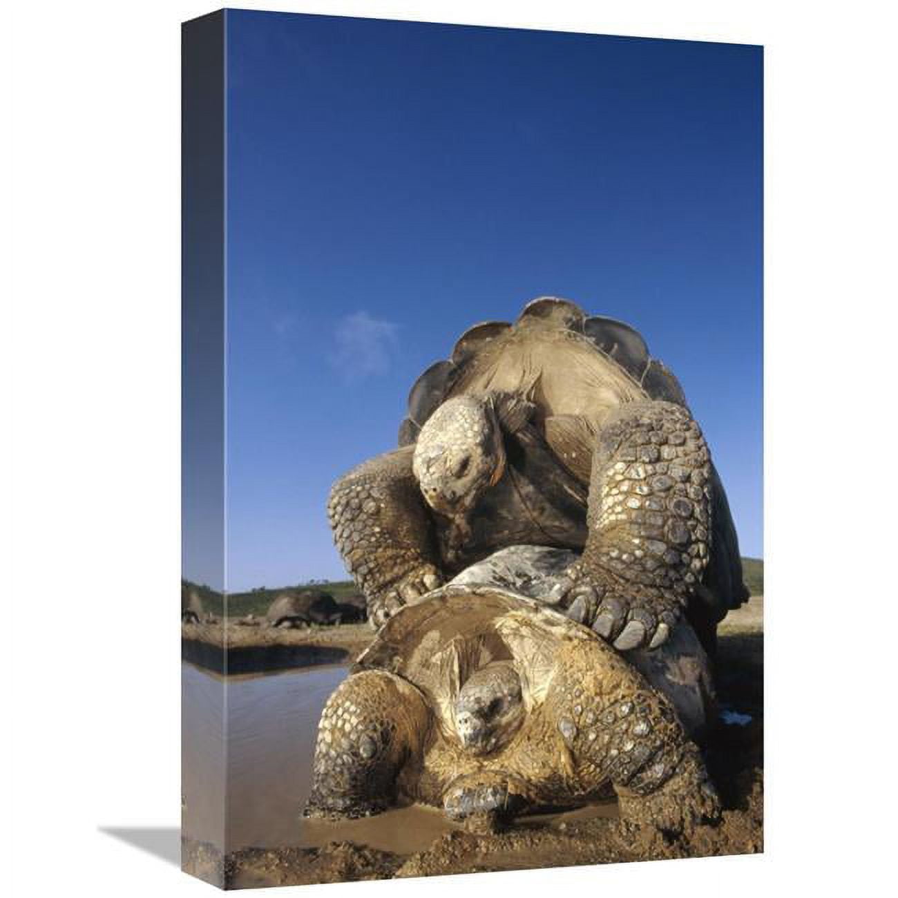 12 x 18 in. Galapagos Giant Tortoise Mating, Alcedo Volcano, Galapagos ...