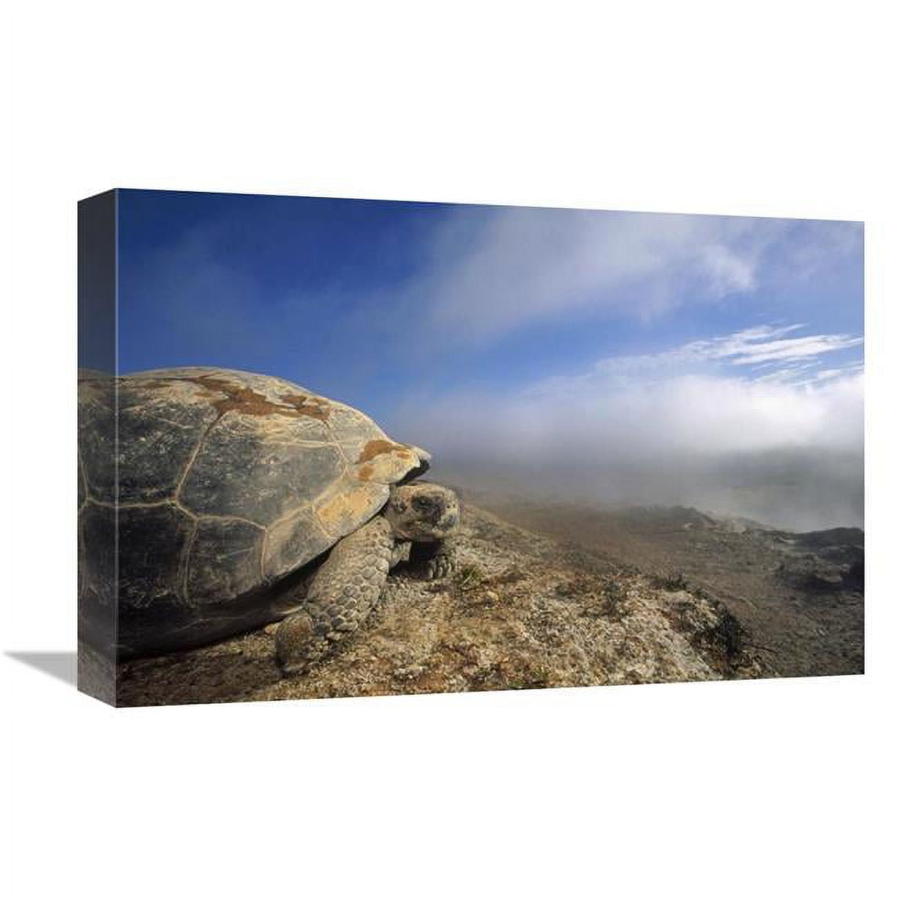 12 x 18 in. Galapagos Giant Tortoise Overlooking Caldera with Steaming ...