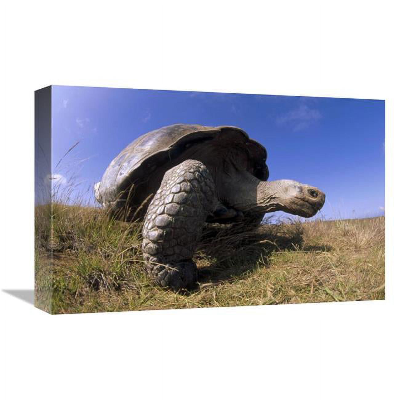 12 x 18 in. Galapagos Giant Tortoise on Caldera Rim, Alcedo Volcano ...