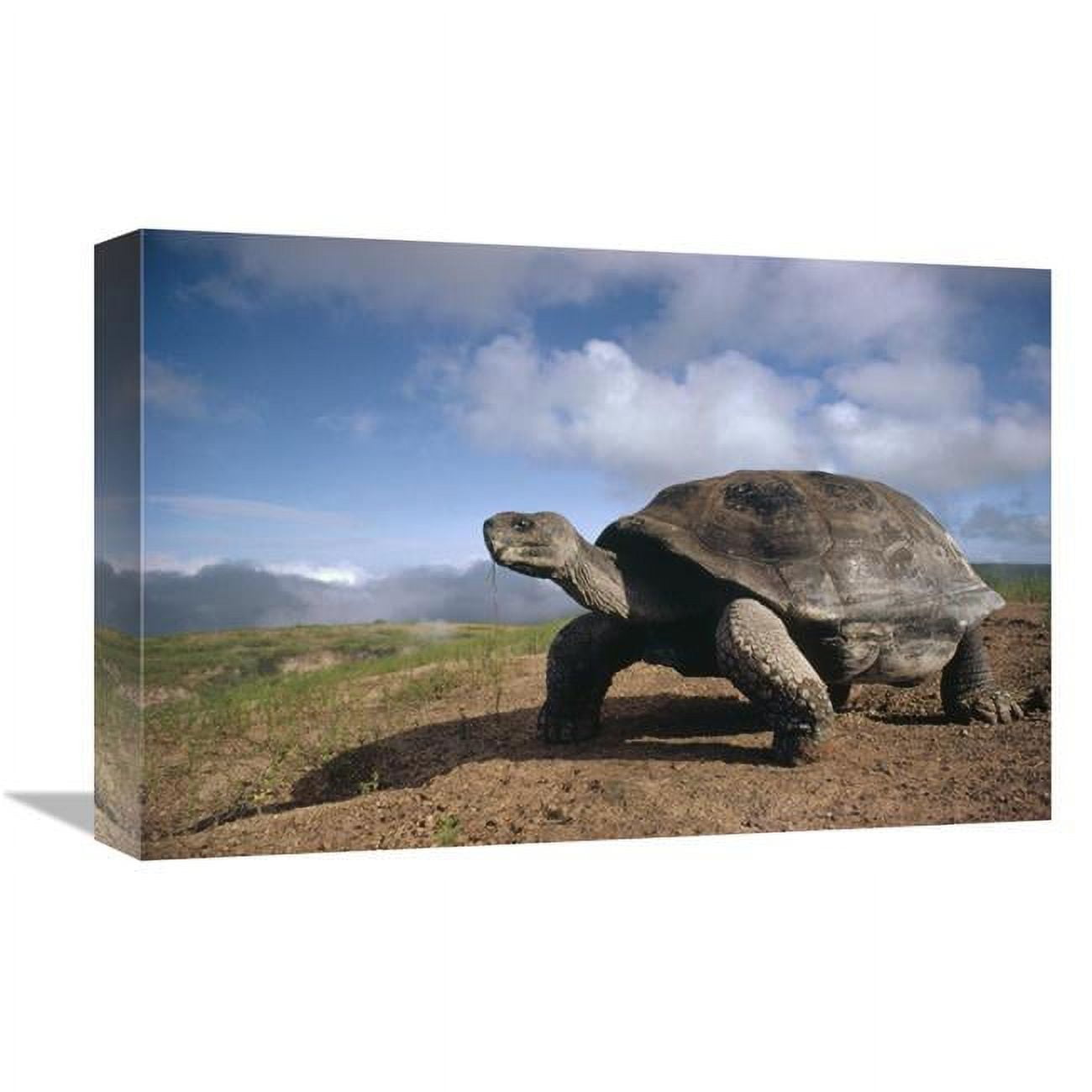 12 x 18 in. Galapagos Giant Tortoise on Caldera Rim, Alcedo Volcano ...