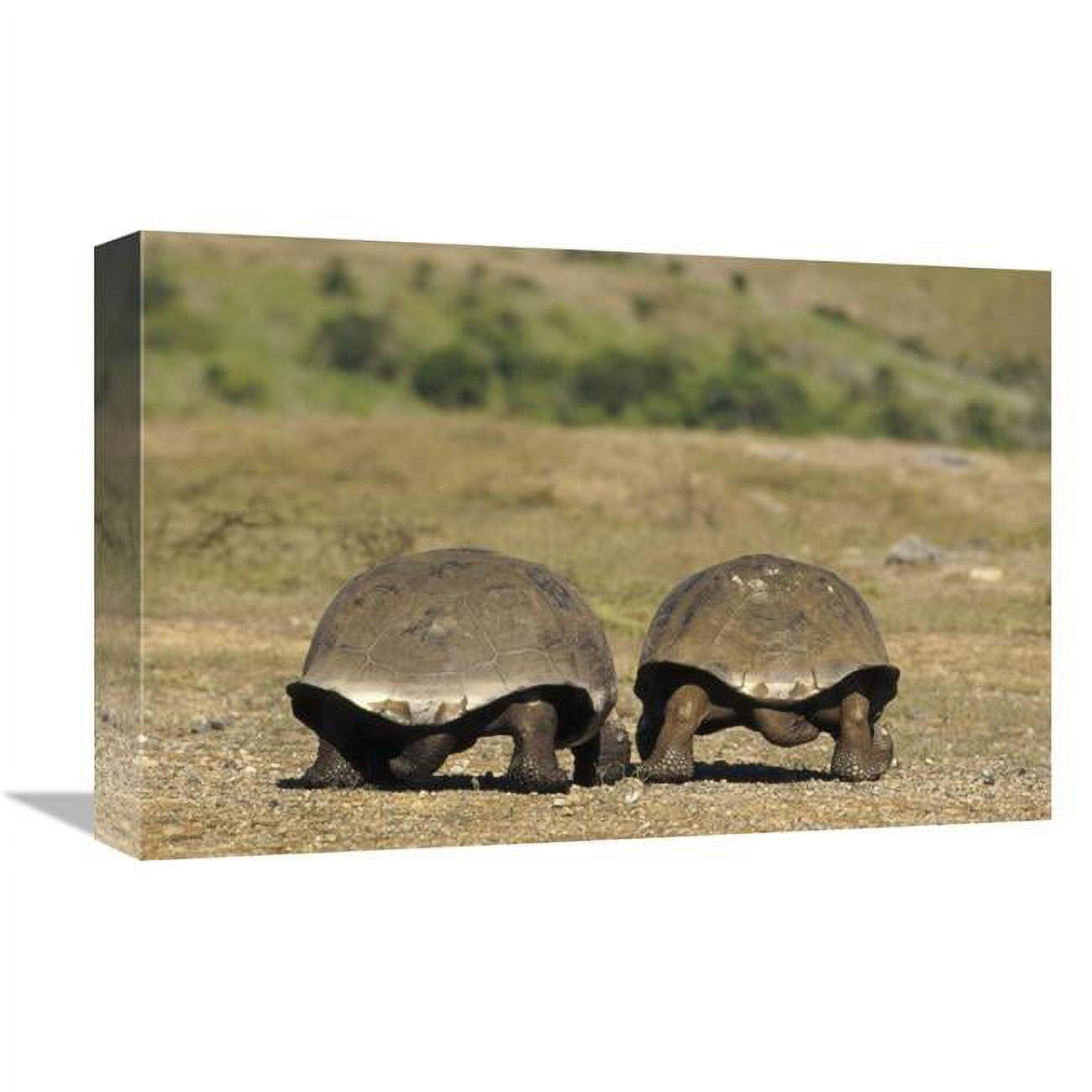 12 x 18 in. Galapagos Giant Tortoises Departing, Alcedo Volcano ...